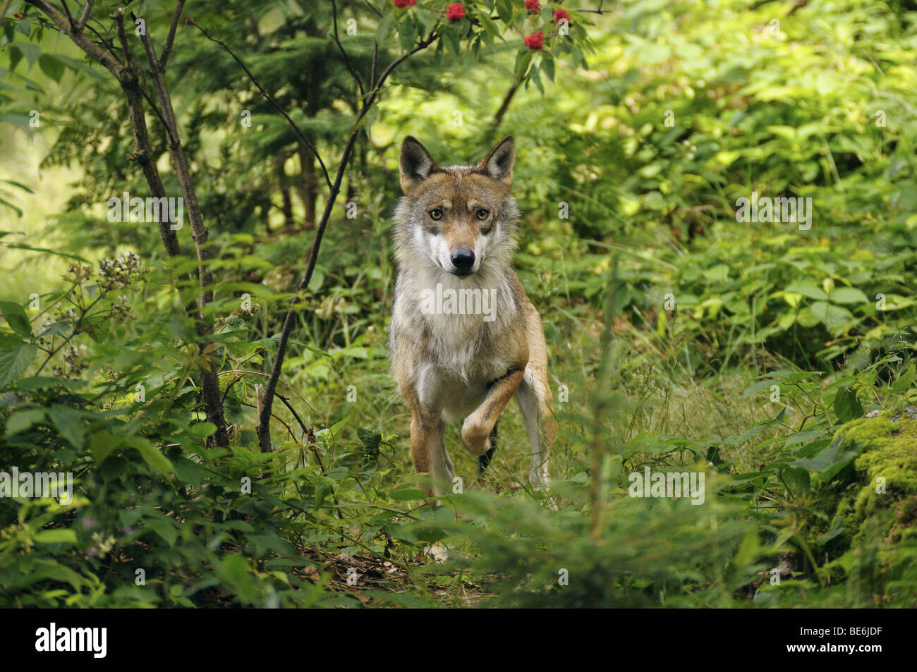 Grauer wolf canis lupus, der im wald steht -Fotos und -Bildmaterial in ...