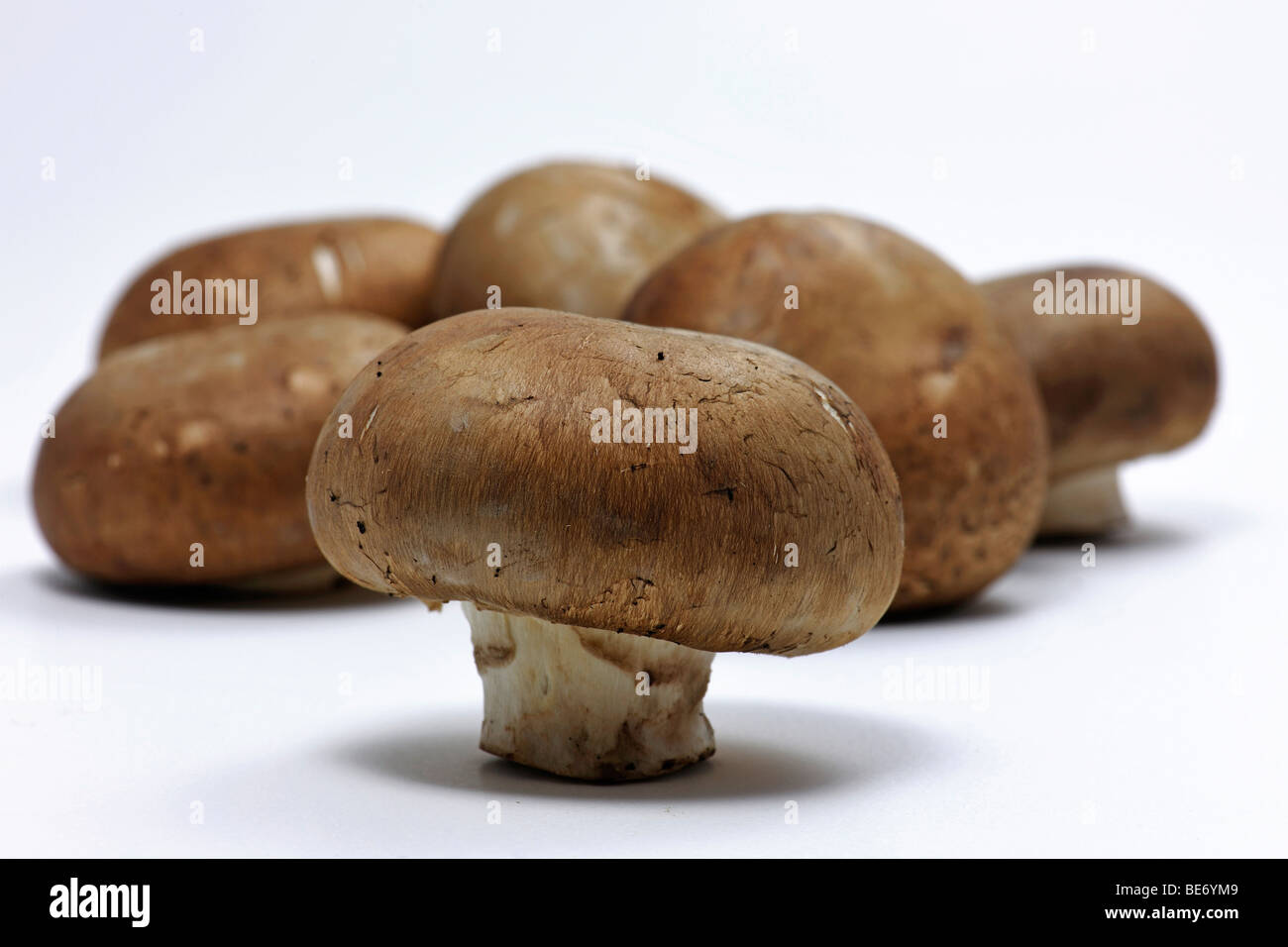Gesunder pilz -Fotos und -Bildmaterial in hoher Auflösung – Alamy