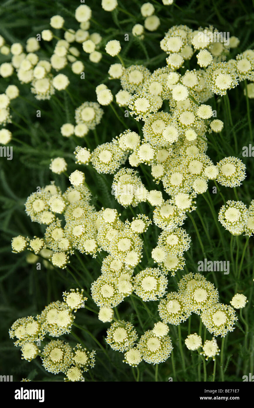 Santolina pinnata ssp neapolitana -Fotos und -Bildmaterial in hoher ...