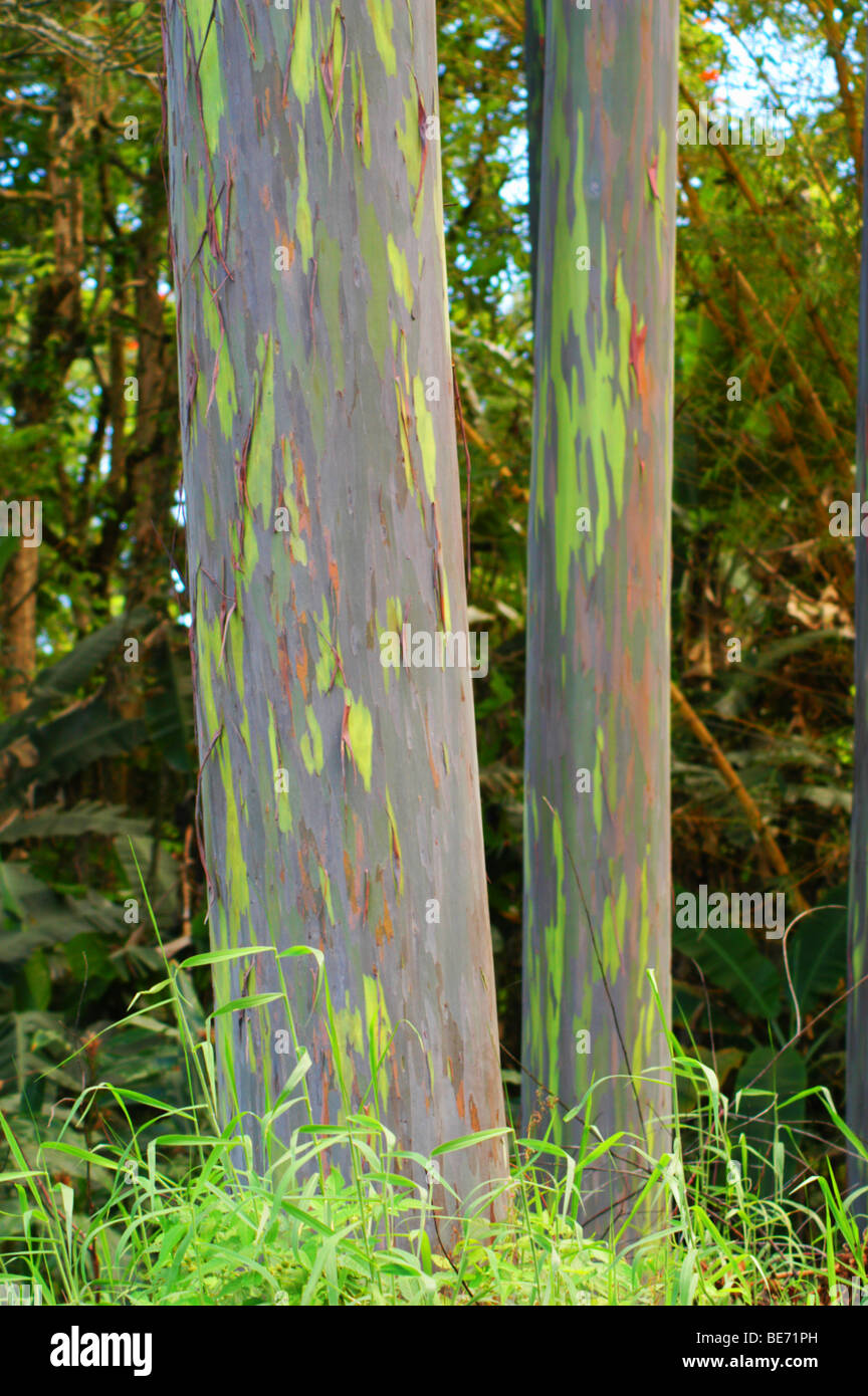 Regenbogen-Eukalyptus-Bäume, zeigen ihre bunten Rinde Stockfotografie ...