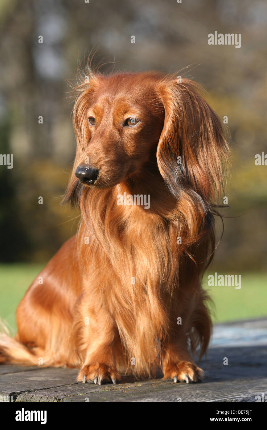 Sitzender langhaariger dackel -Fotos und -Bildmaterial in hoher ...