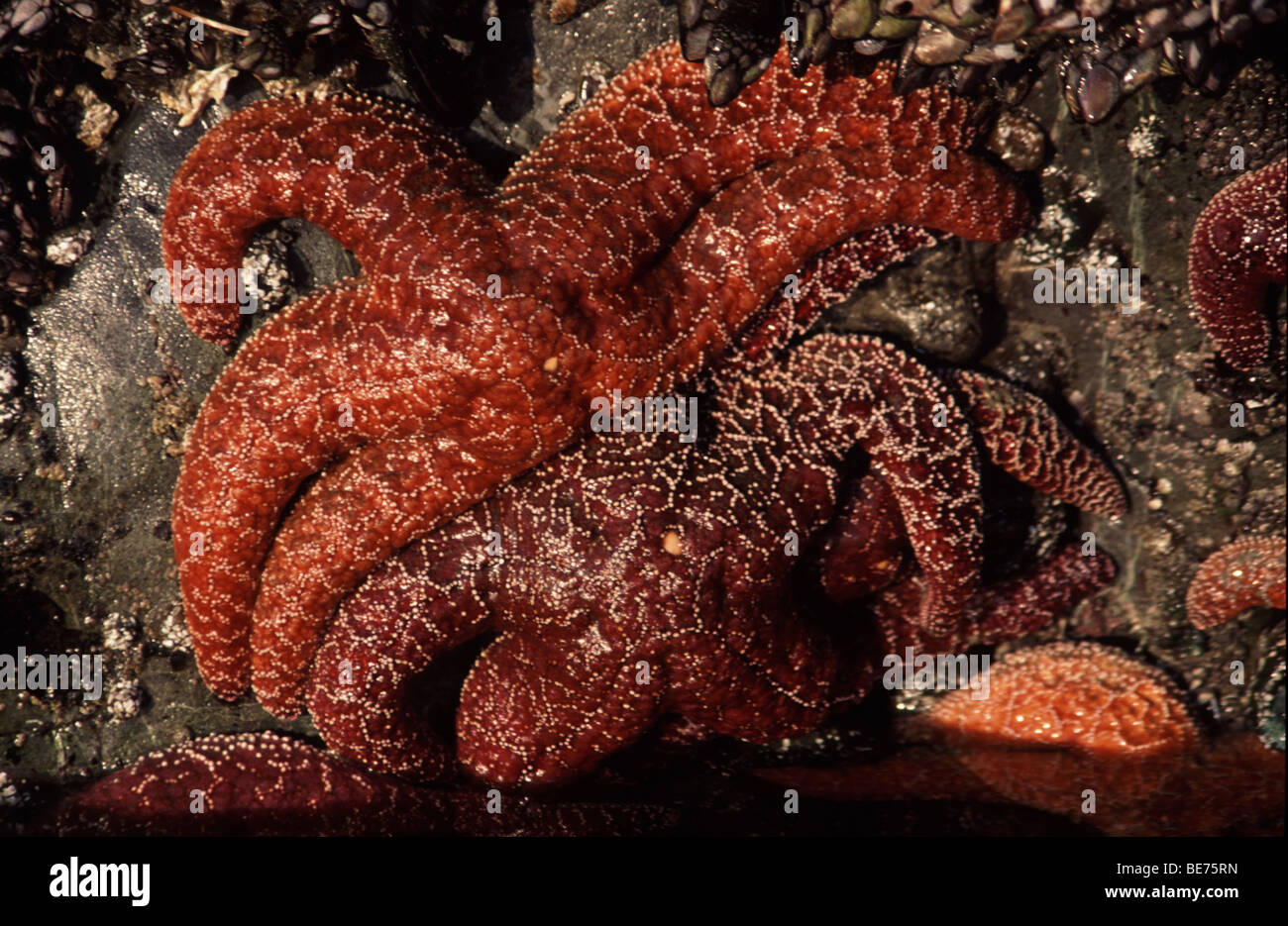 Riesen seestern -Fotos und -Bildmaterial in hoher Auflösung – Alamy