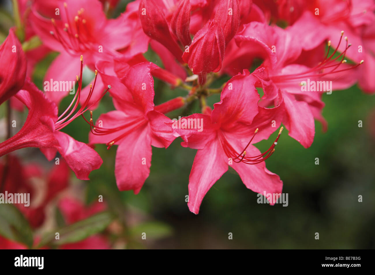 Azaleen sorten -Fotos und -Bildmaterial in hoher Auflösung – Alamy