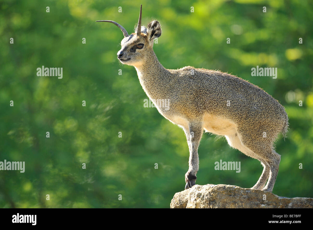 Klippspringer oreotragus oreotragus -Fotos und -Bildmaterial in hoher ...