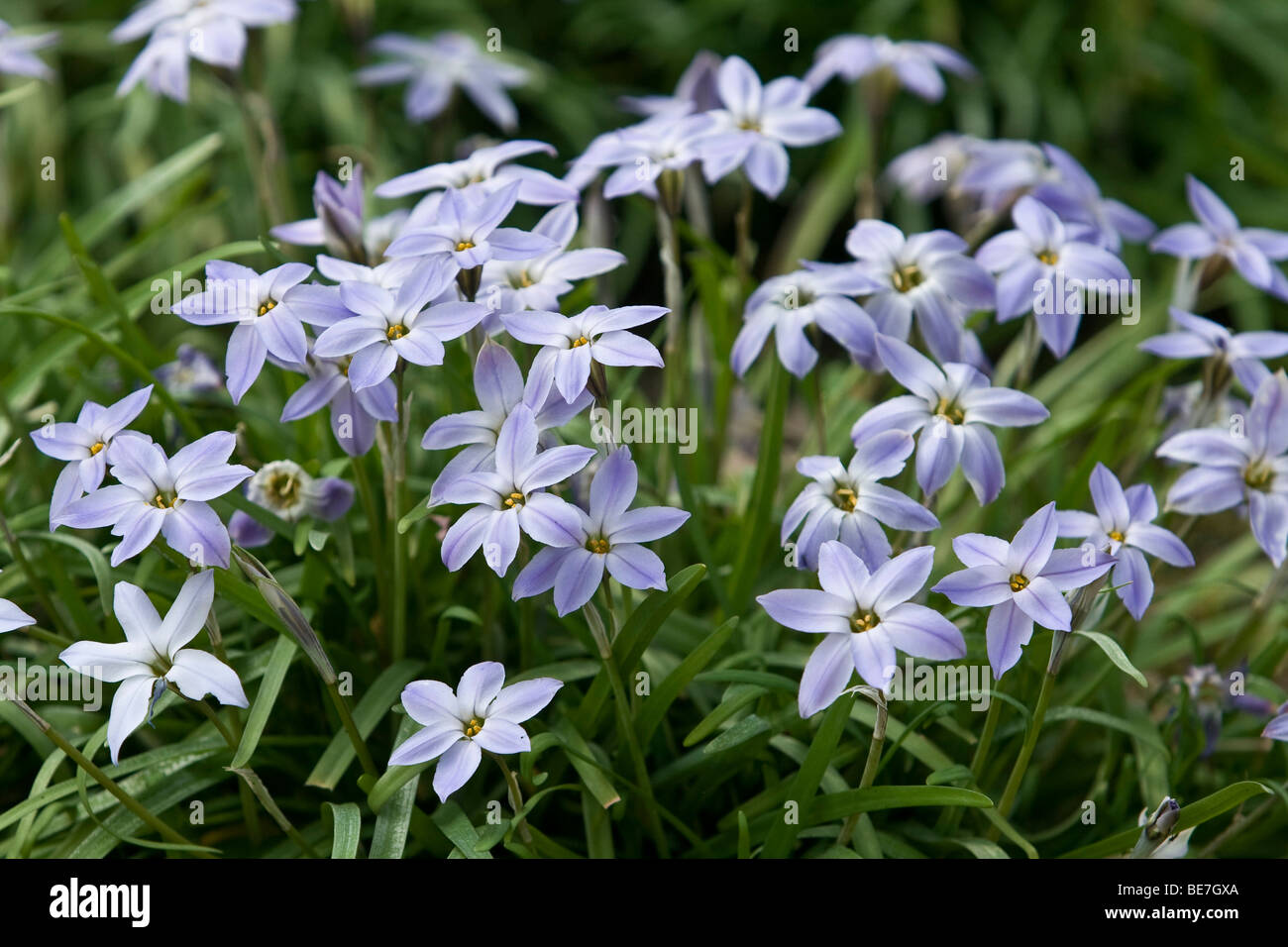 Pflanzung star -Fotos und -Bildmaterial in hoher Auflösung – Alamy