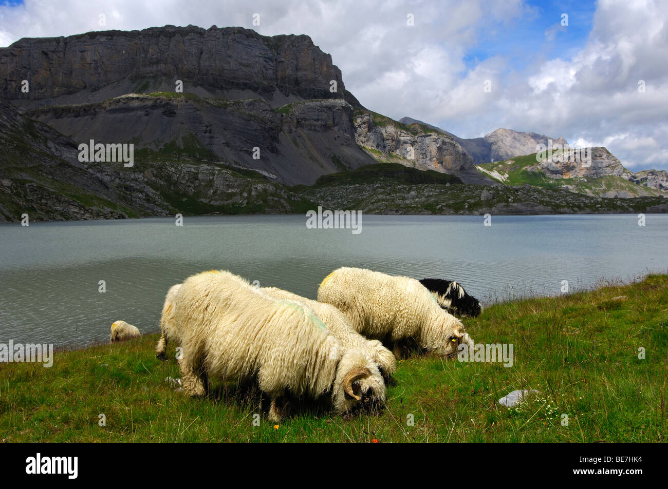 Walliser schafe -Fotos und -Bildmaterial in hoher Auflösung - Seite 4 ...