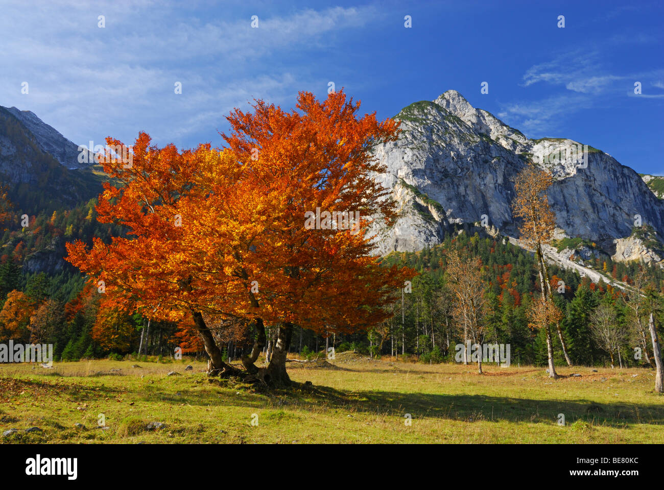 österreich buchenbaum herbst -Fotos und -Bildmaterial in hoher ...