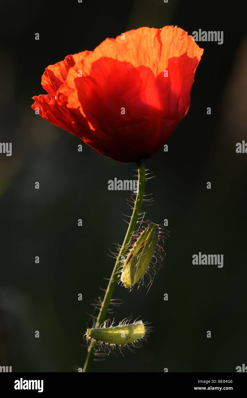 Behaarte blade -Fotos und -Bildmaterial in hoher Auflösung – Alamy