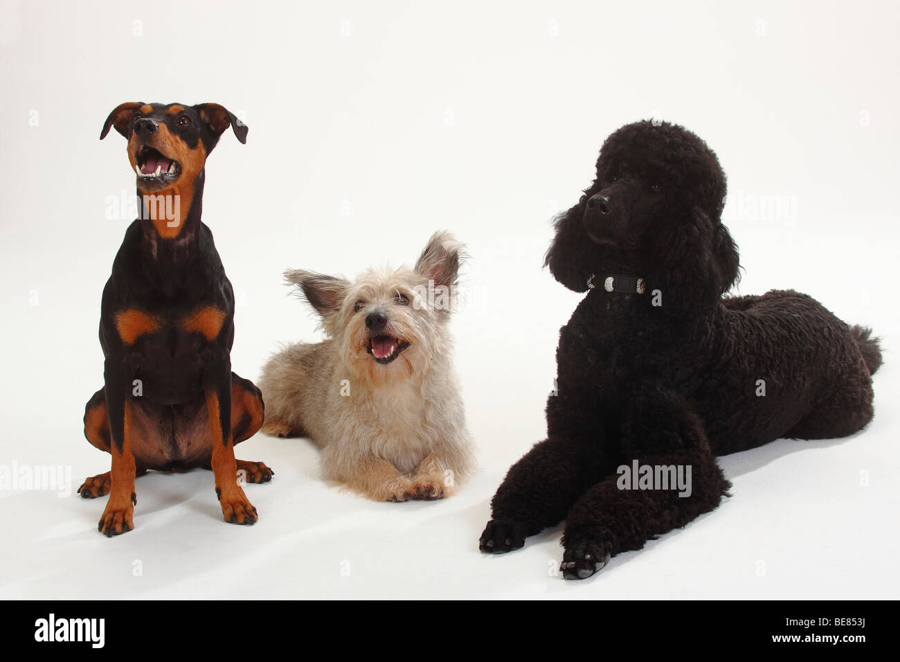 German breed -Fotos und -Bildmaterial in hoher Auflösung – Alamy