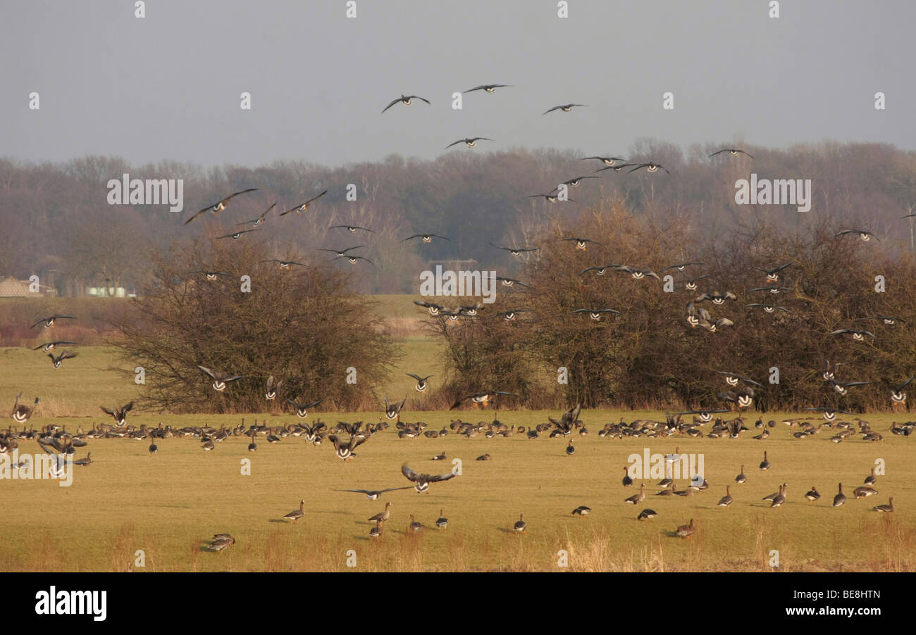 Uiterwaarde flussufer -Fotos und -Bildmaterial in hoher Auflösung – Alamy