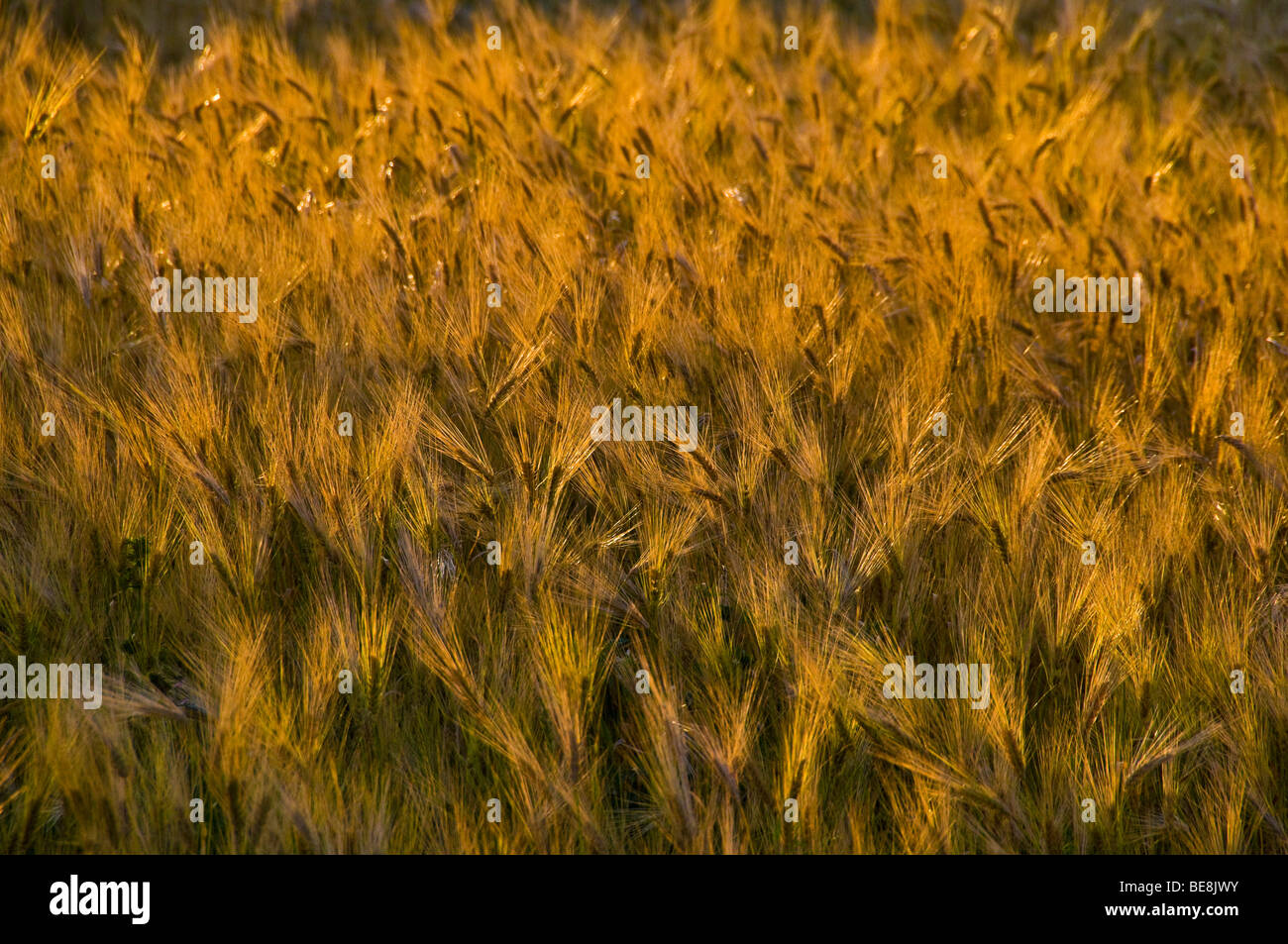 Die felder weizen -Fotos und -Bildmaterial in hoher Auflösung – Alamy