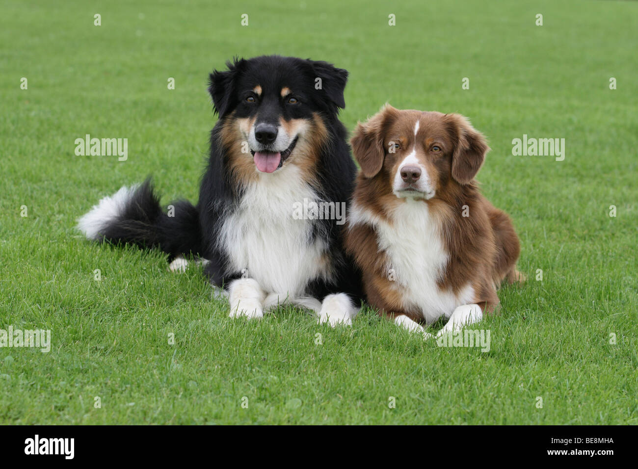 2 hunde liegend -Fotos und -Bildmaterial in hoher Auflösung – Alamy