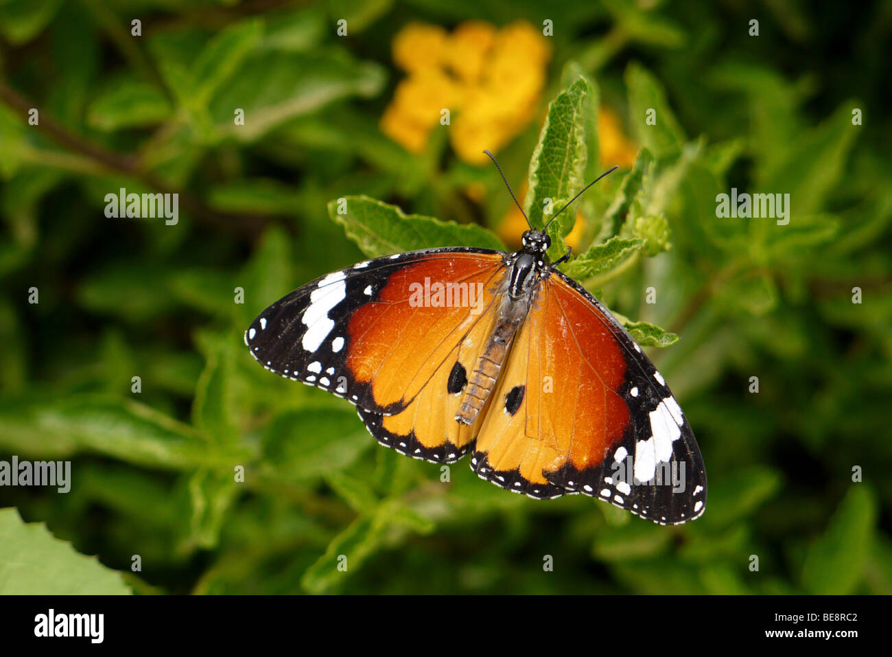 Lycaena thersamon -Fotos und -Bildmaterial in hoher Auflösung – Alamy