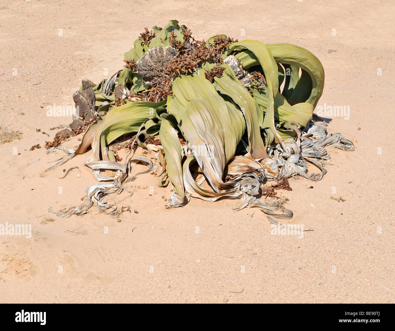 Welwitschia mirabilis namibia namib -Fotos und -Bildmaterial in hoher ...