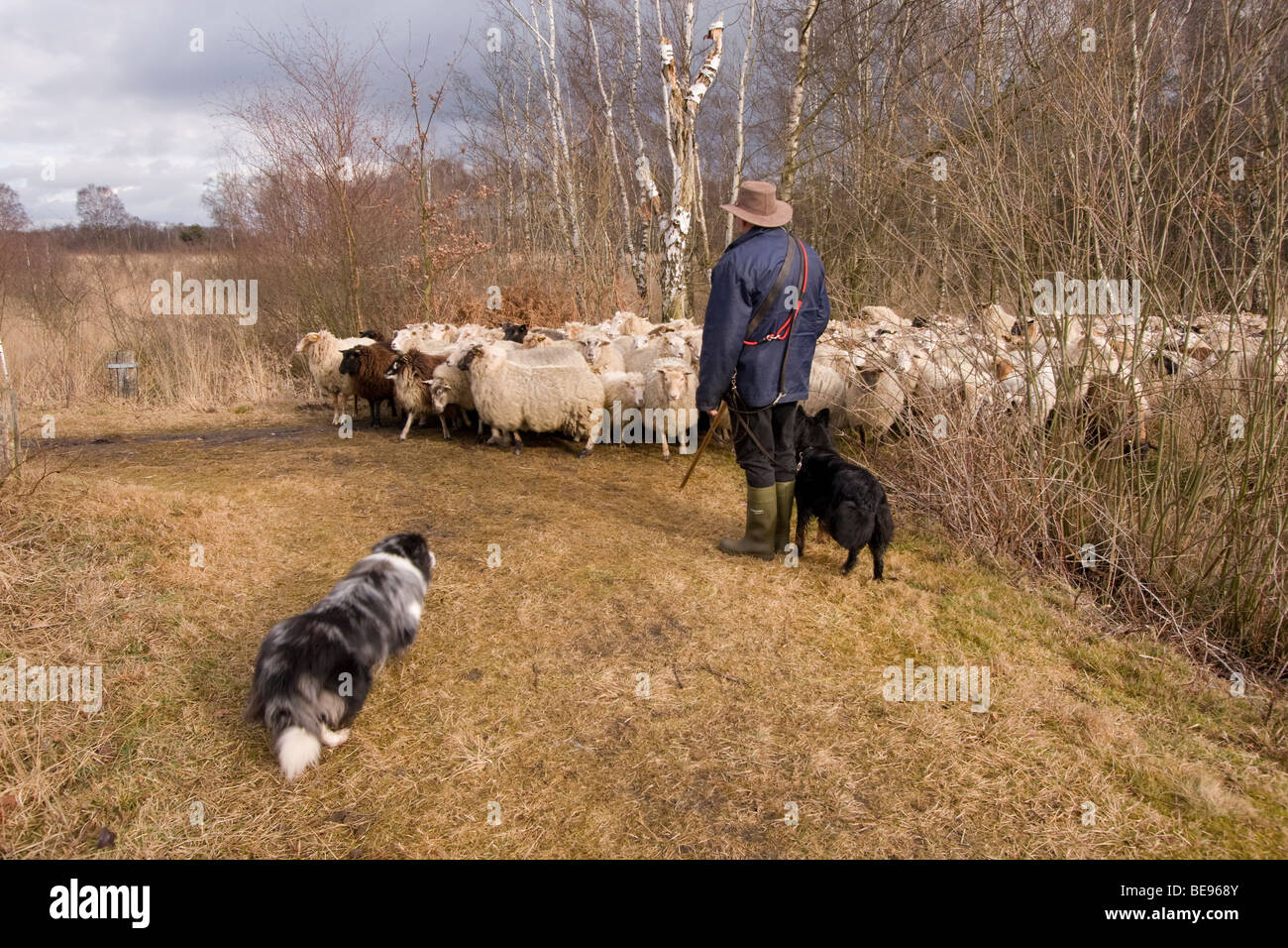 Schäfer mit einer Herde von Schafen; Schaapsherder met Zijn kudde Stockfotografie - Alamy