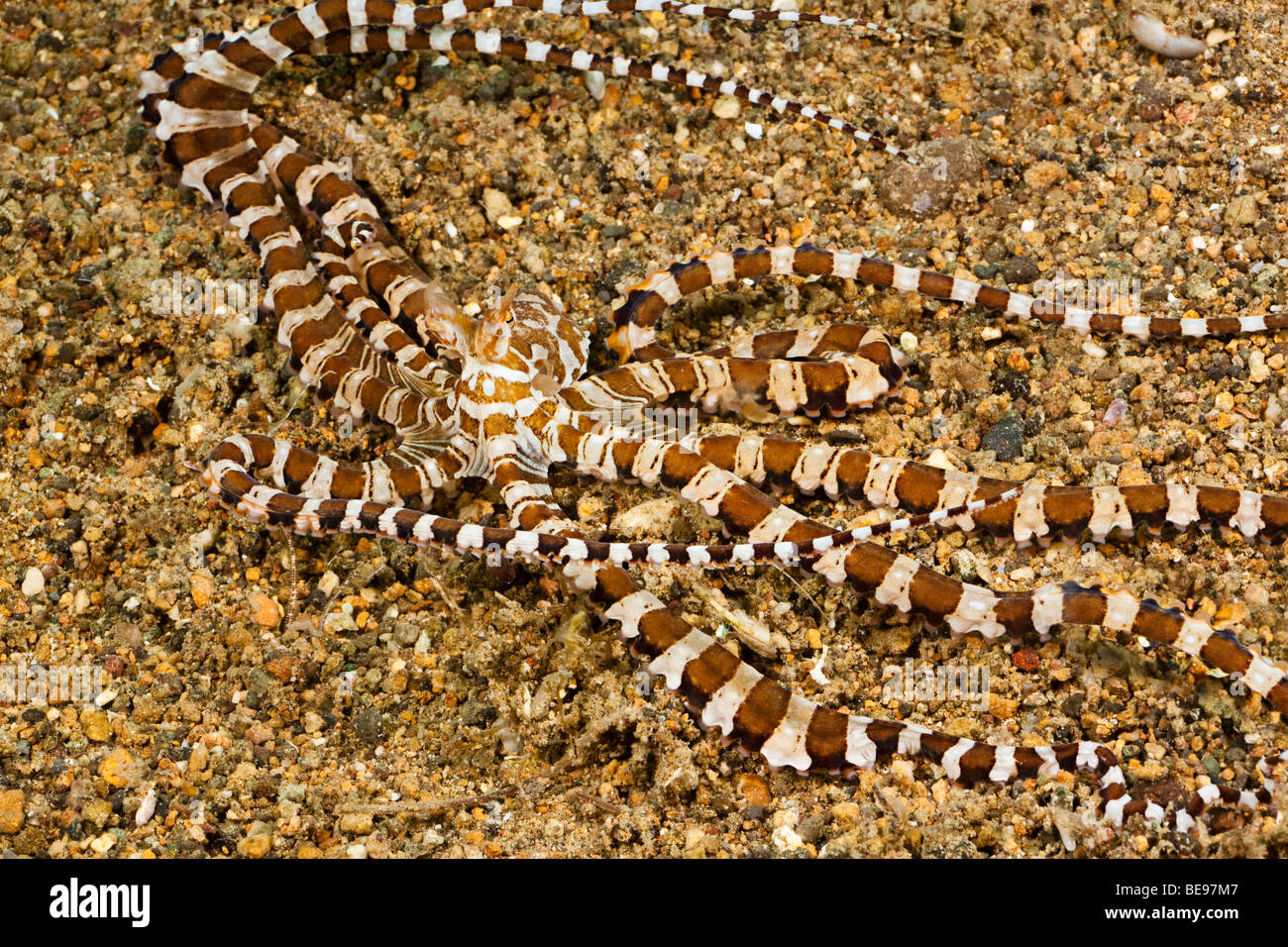Mimic Octopus Stockfotos und -bilder Kaufen - Alamy