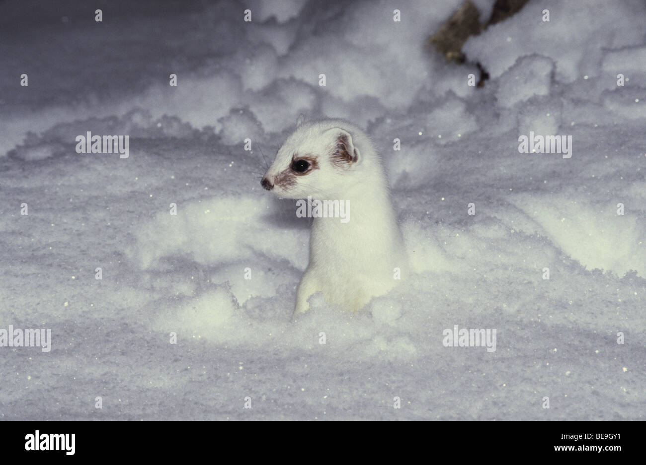 Hermelin winter -Fotos und -Bildmaterial in hoher Auflösung – Alamy