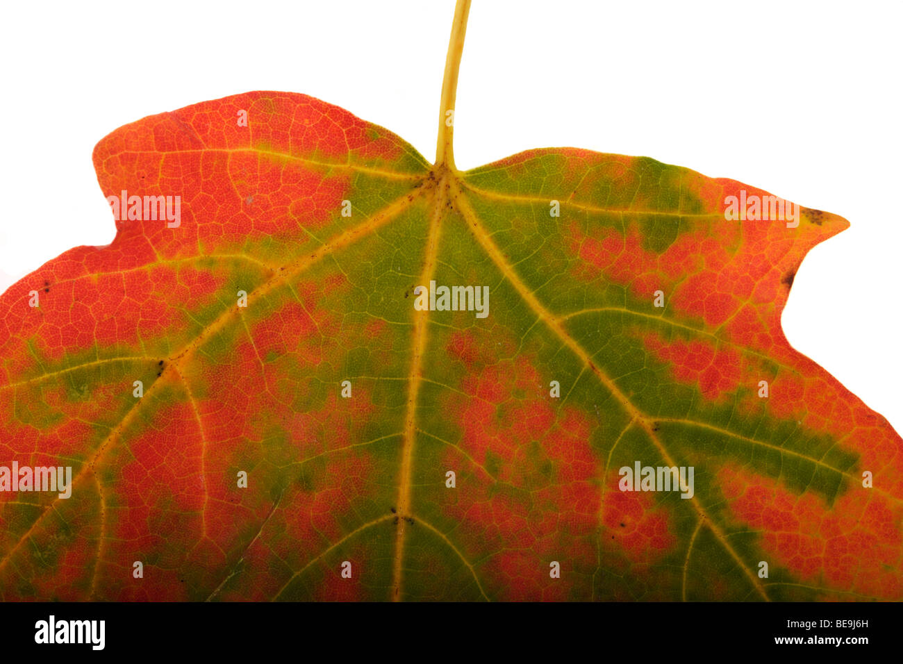 Ahorn blatt -Fotos und -Bildmaterial in hoher Auflösung – Alamy