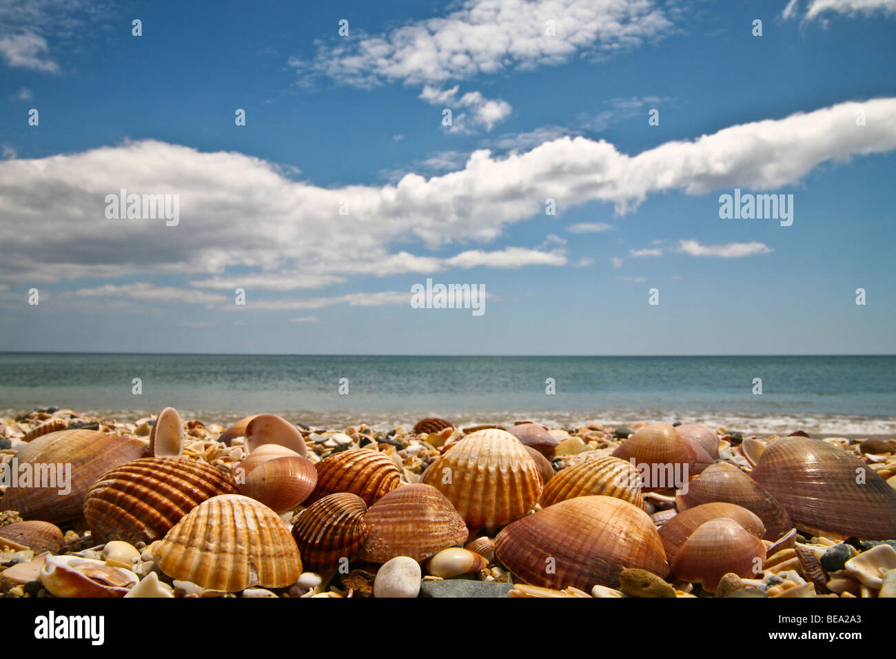 Muschel Strand Stockfotos und -bilder Kaufen - Alamy