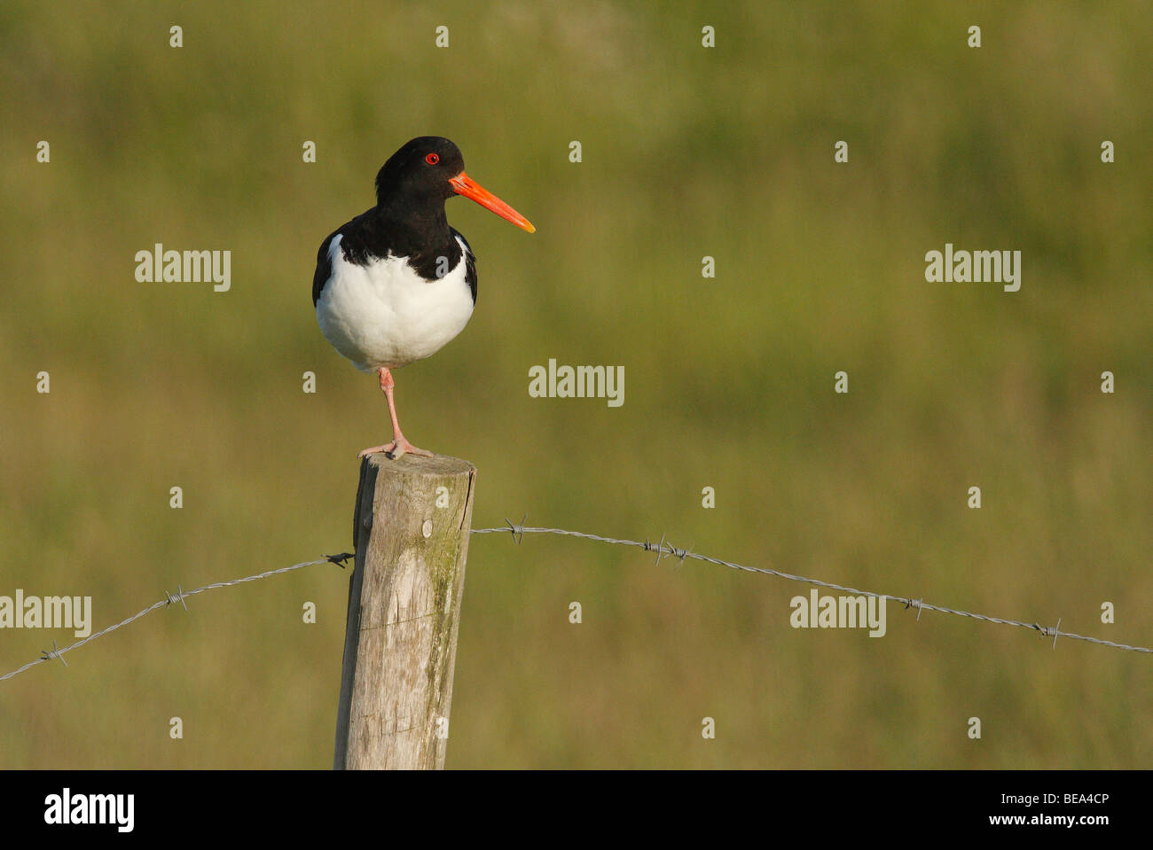 Vogel prikkeldraad -Fotos und -Bildmaterial in hoher Auflösung – Alamy