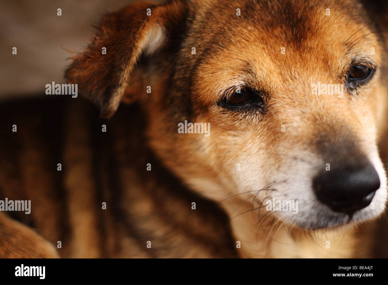 Dieser alte hund -Fotos und -Bildmaterial in hoher Auflösung – Alamy