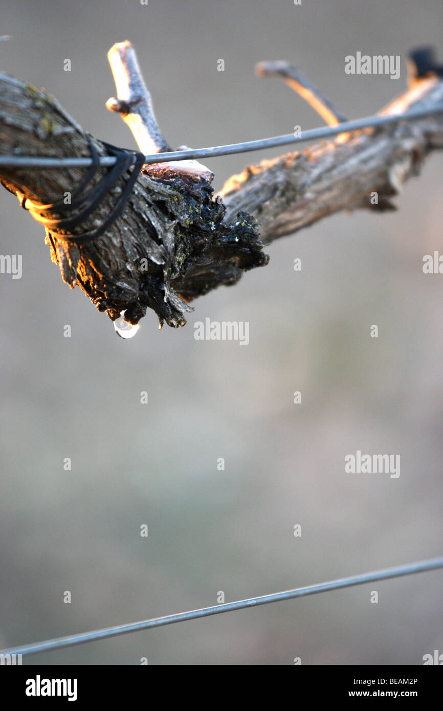 Eine weinende rebe -Fotos und -Bildmaterial in hoher Auflösung – Alamy