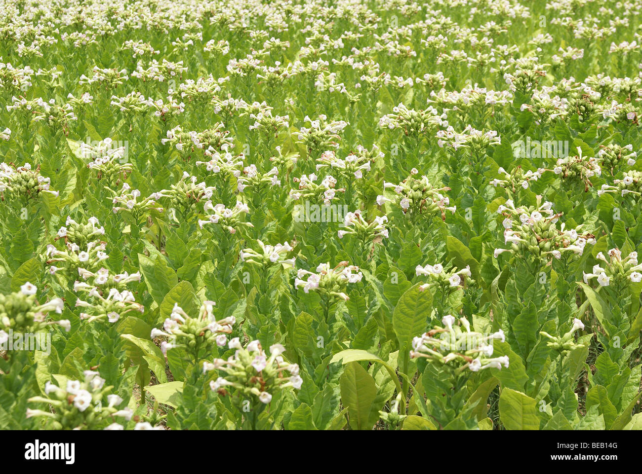 Pflanzen des tabaks -Fotos und -Bildmaterial in hoher Auflösung – Alamy