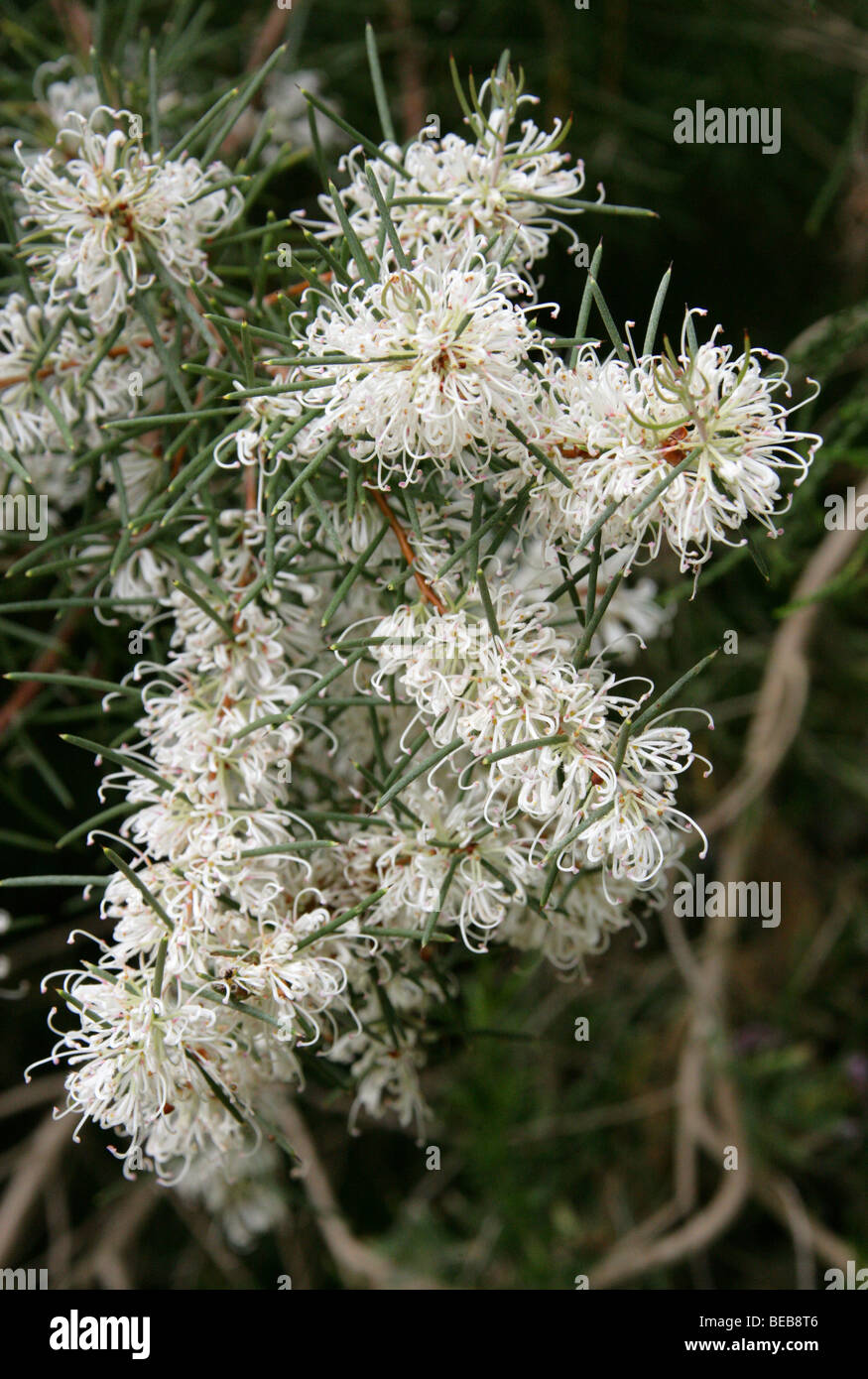 Melaleuca bracteosa -Fotos und -Bildmaterial in hoher Auflösung – Alamy