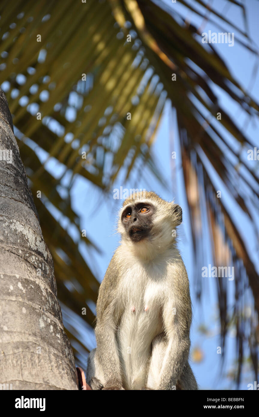 Affe schwarz weiß diani beach -Fotos und -Bildmaterial in hoher ...