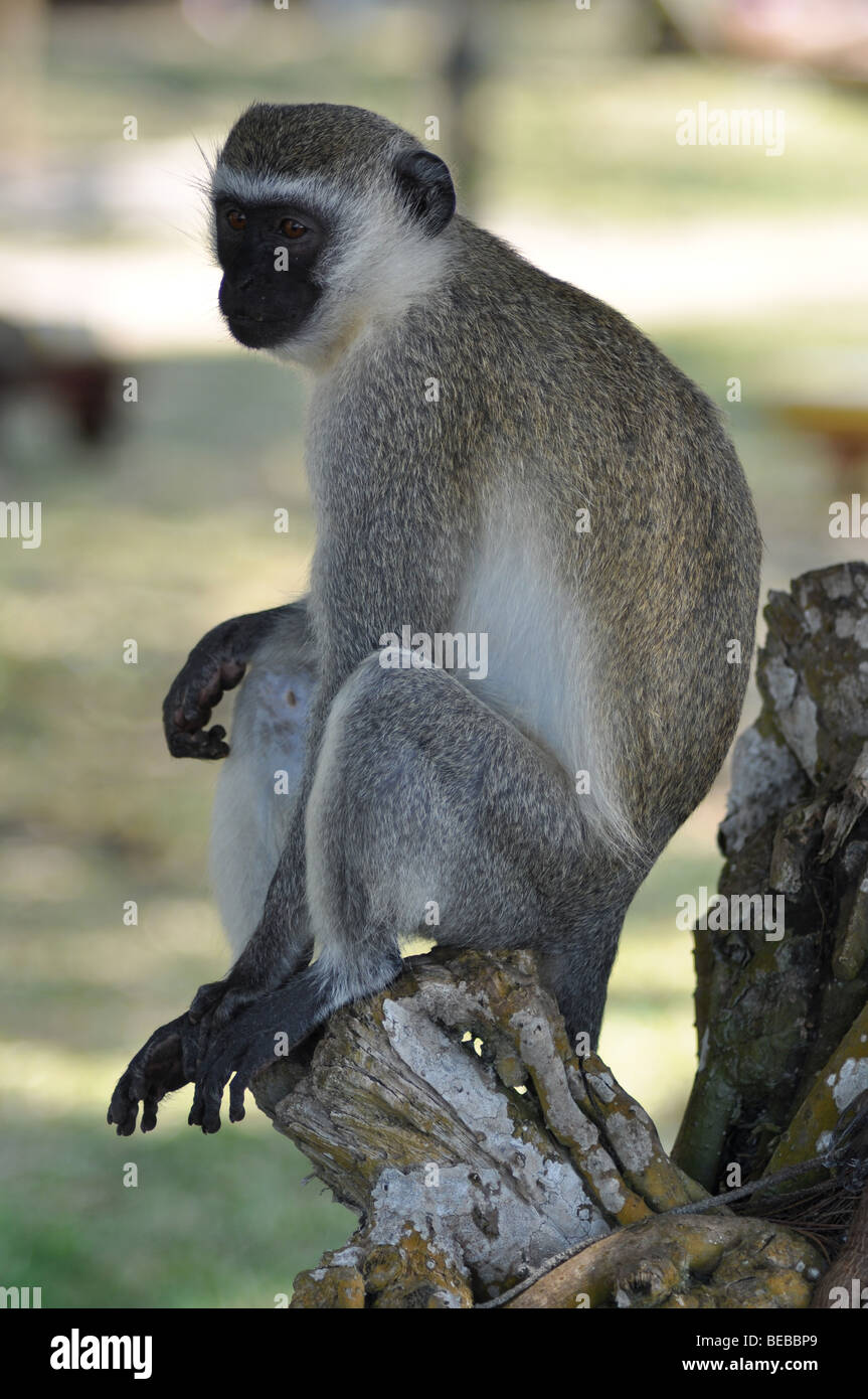 Affe schwarz weiß diani beach -Fotos und -Bildmaterial in hoher ...