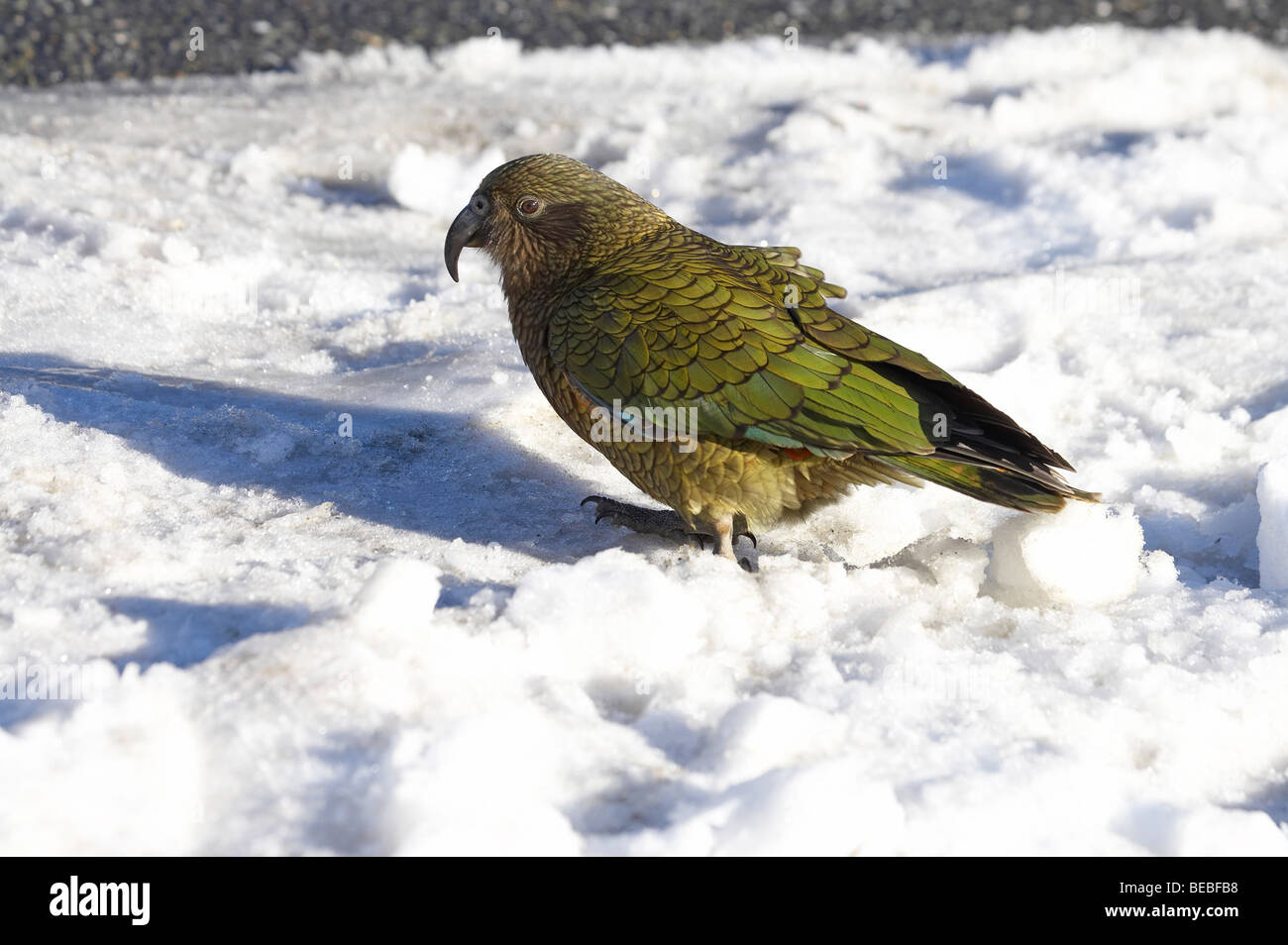 Kea Parrot Stockfotos und -bilder Kaufen - Alamy
