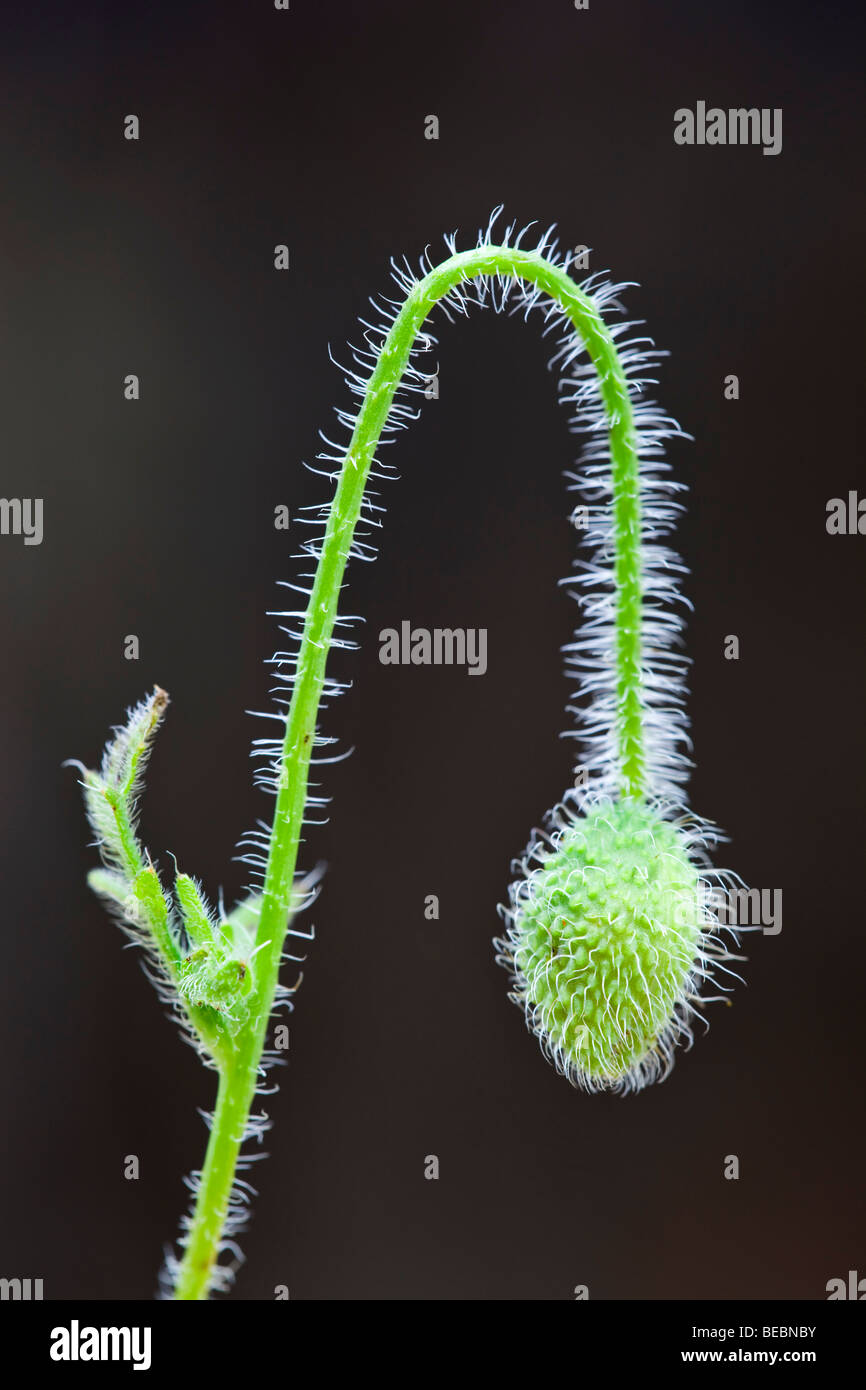 Haarige knospe -Fotos und -Bildmaterial in hoher Auflösung – Alamy