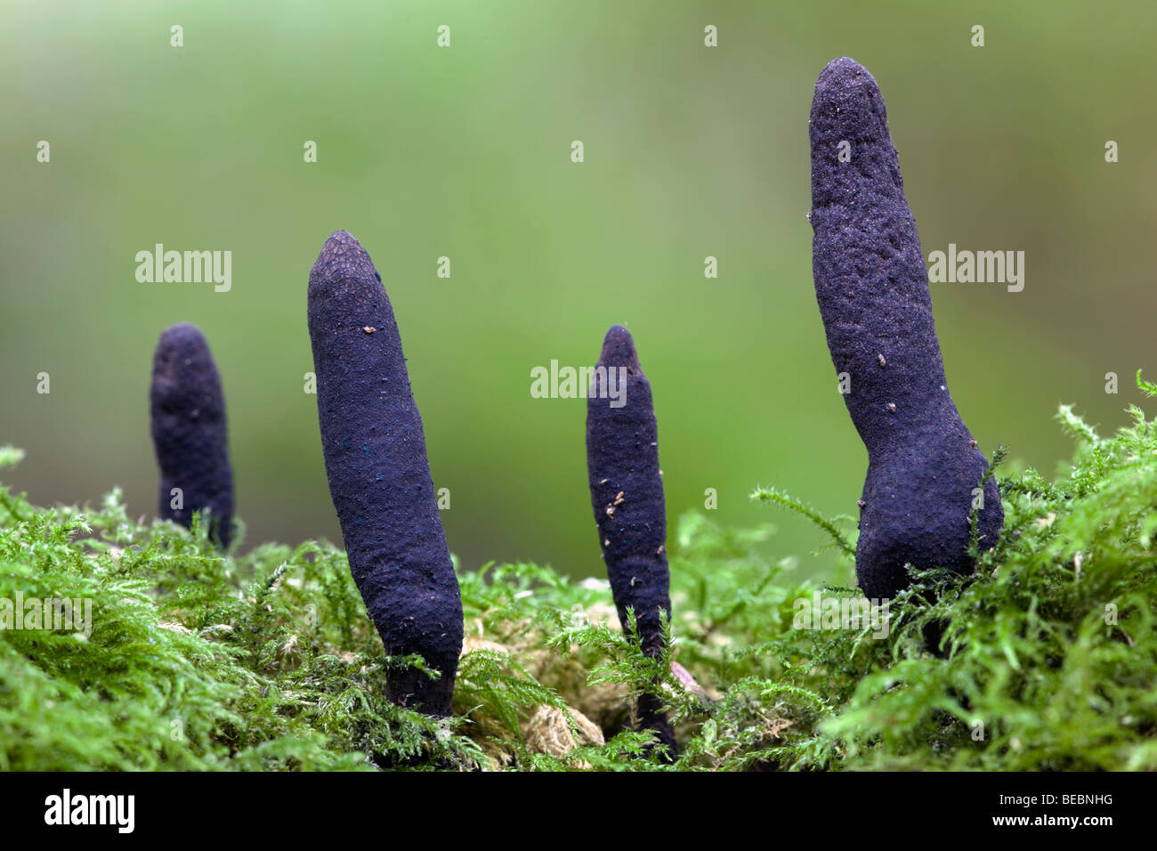 Tote mans finger pilze -Fotos und -Bildmaterial in hoher Auflösung – Alamy