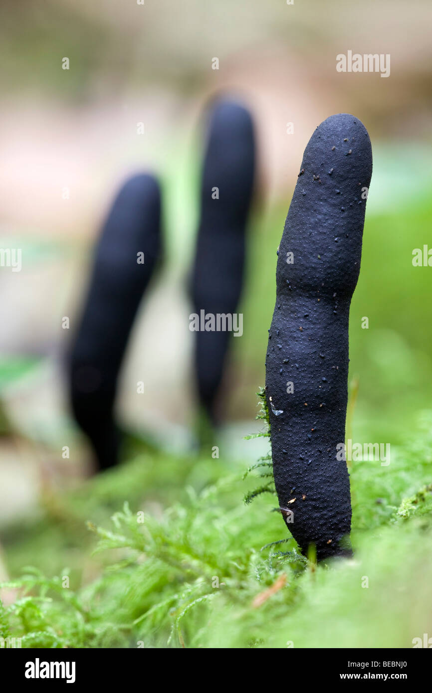 Tote mans finger pilze -Fotos und -Bildmaterial in hoher Auflösung – Alamy