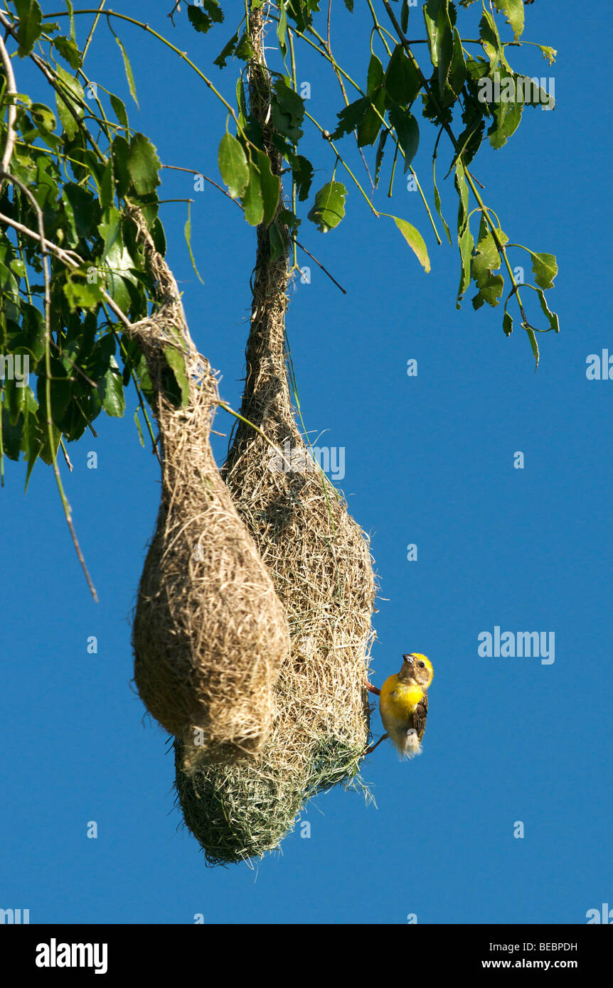 Baya weber mit nest -Fotos und -Bildmaterial in hoher Auflösung – Alamy