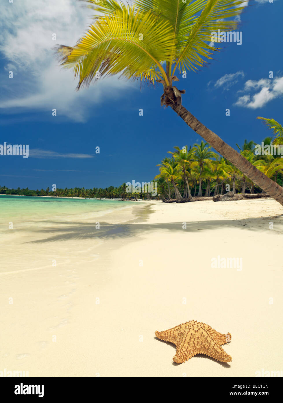 Dominikanische Republik Punta Cana Bavaro Strand Palmen am weißen ...