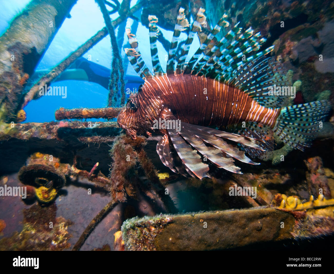 Feuerfische, Meer Wikinger Wrack, Nassau, Bahamas Stockfotografie - Alamy