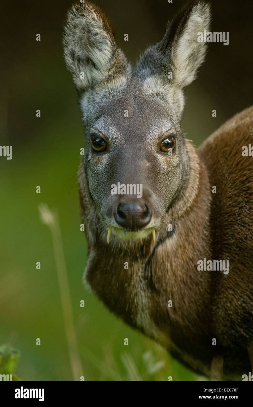 Musk deer moschus moschiferus -Fotos und -Bildmaterial in hoher ...