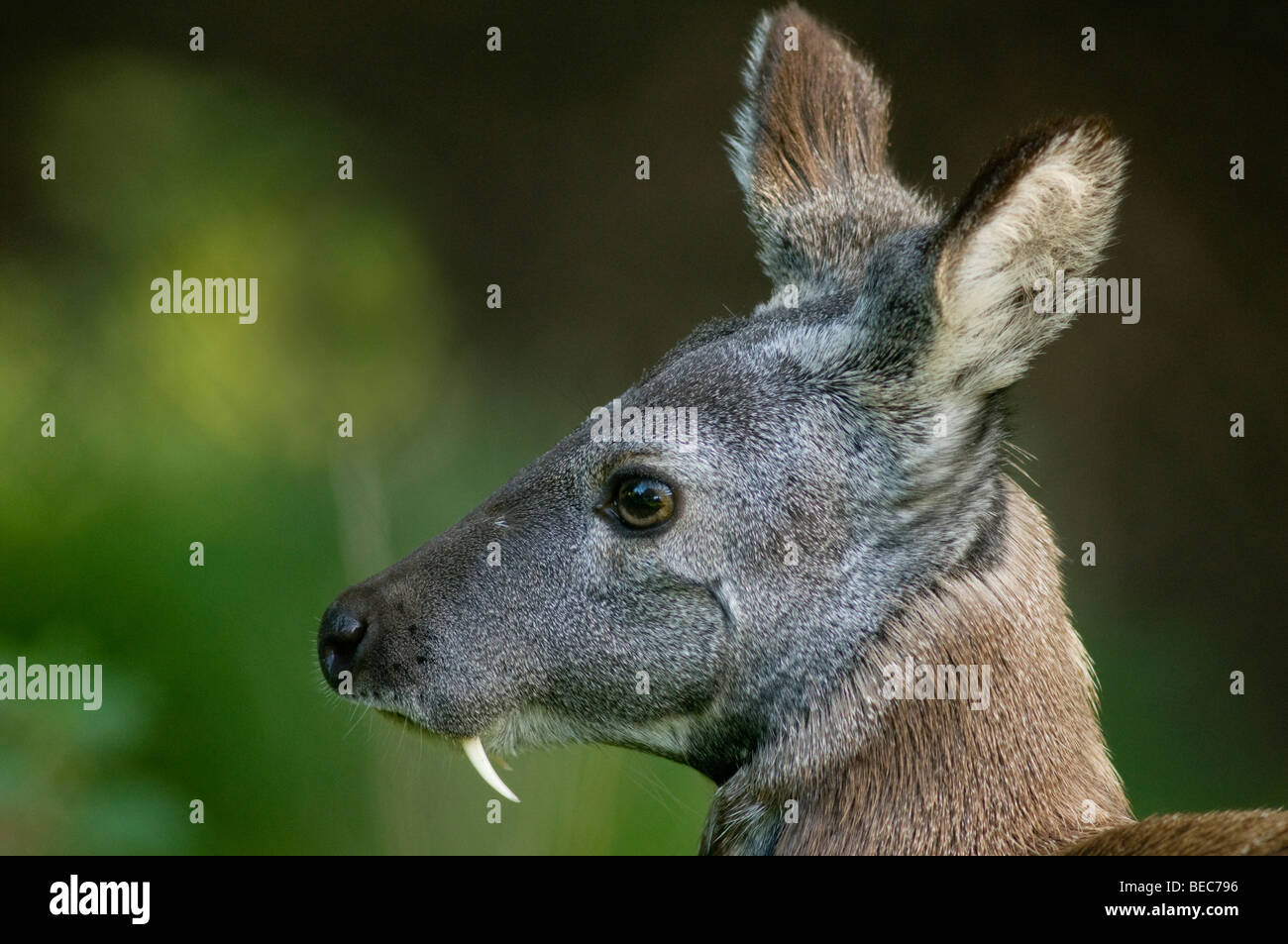 Moschus moschiferus -Fotos und -Bildmaterial in hoher Auflösung – Alamy