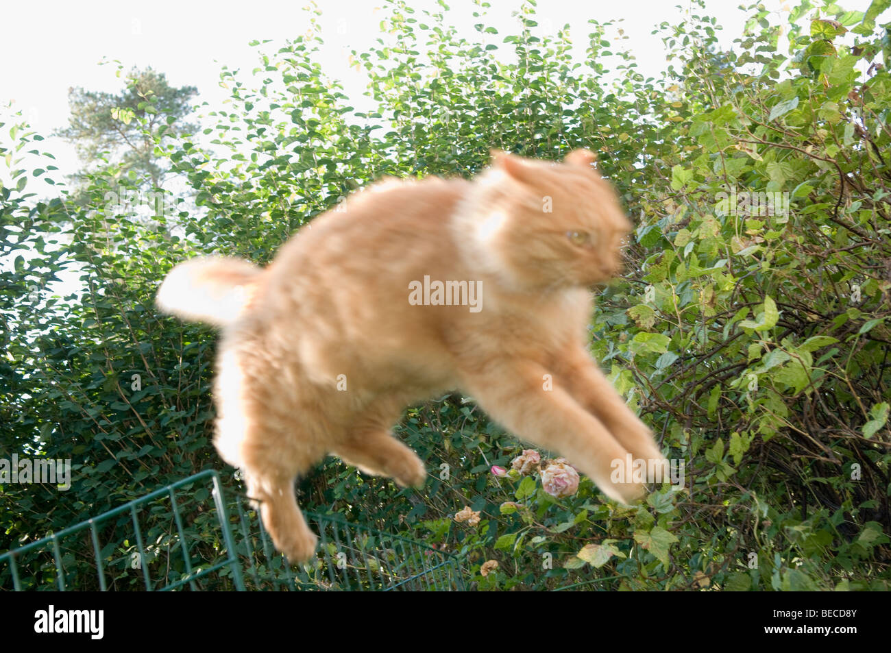 Fliege katze -Fotos und -Bildmaterial in hoher Auflösung – Alamy