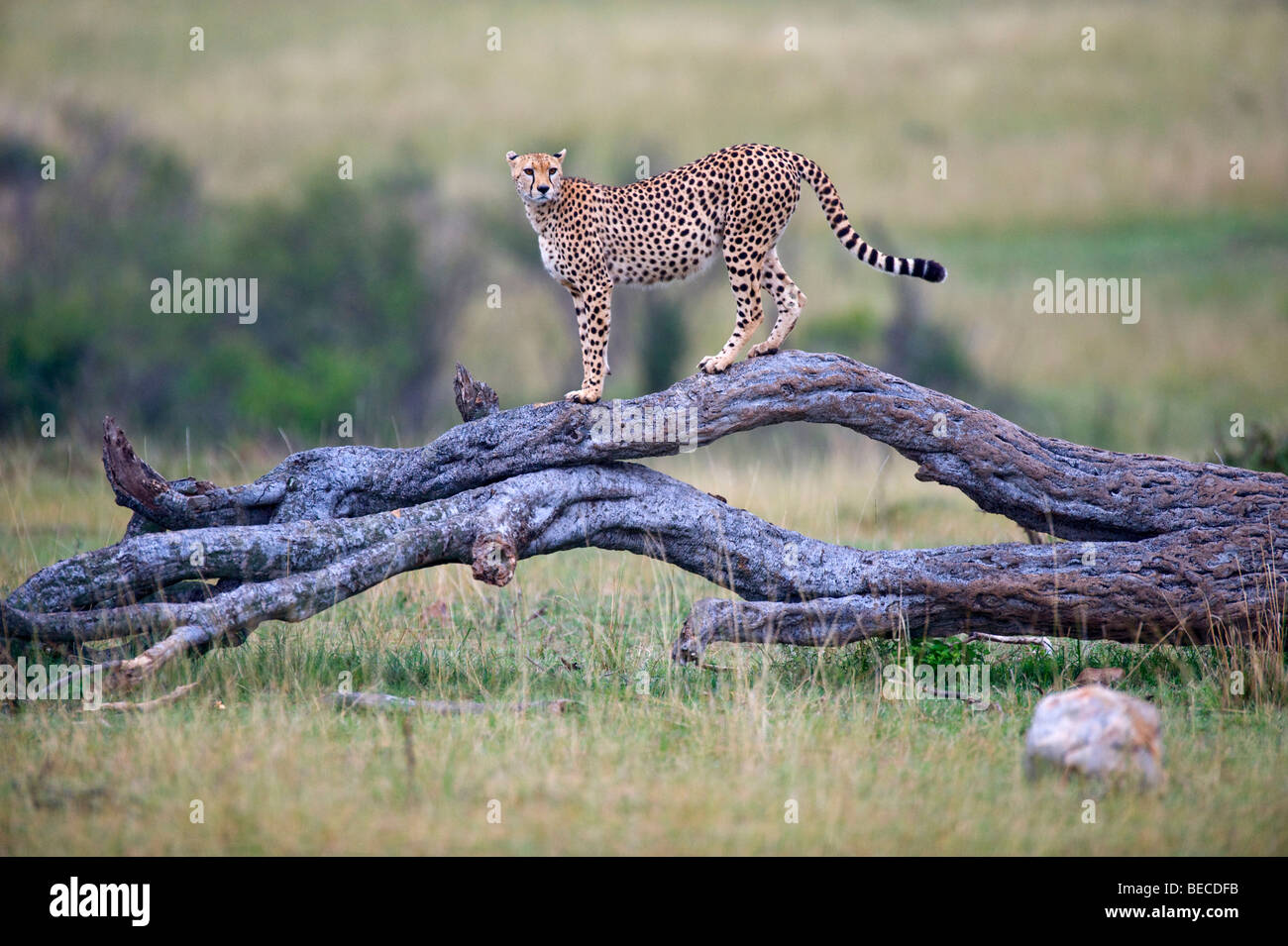 Gepard auf baum -Fotos und -Bildmaterial in hoher Auflösung – Alamy
