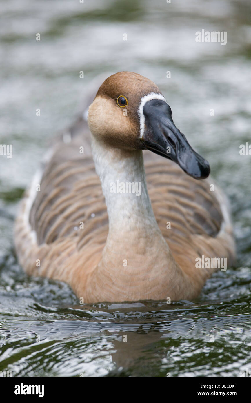 Swan goose -Fotos und -Bildmaterial in hoher Auflösung – Alamy