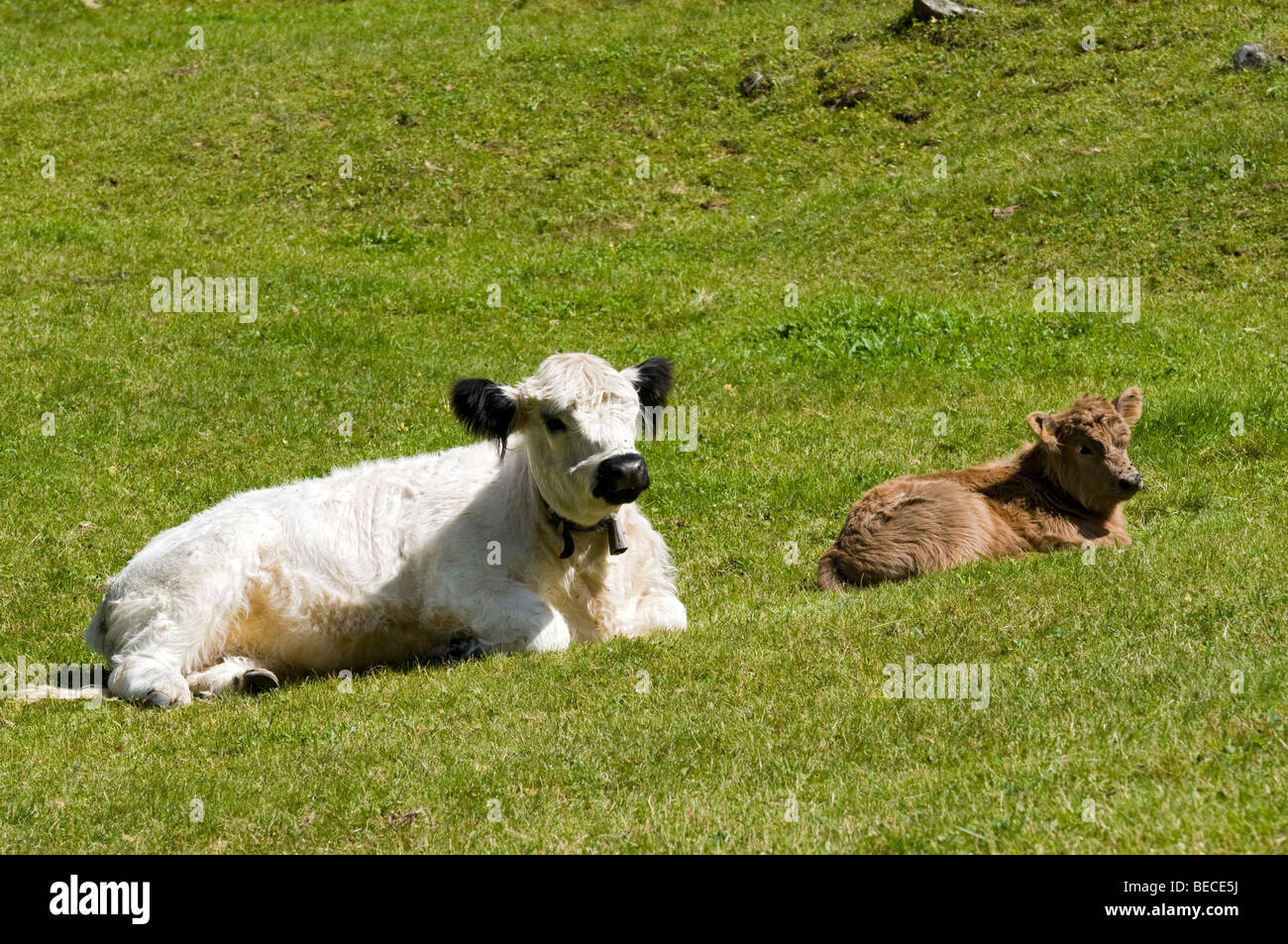 Galloway rinder -Fotos und -Bildmaterial in hoher Auflösung – Alamy