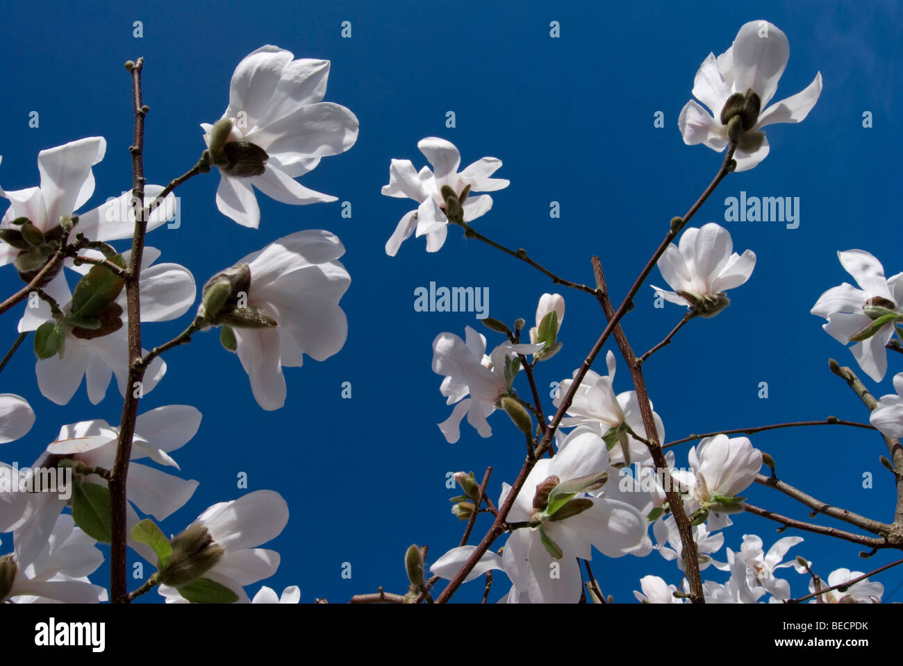 Magnolia X loebneri 'Merrill' Stockfotografie - Alamy