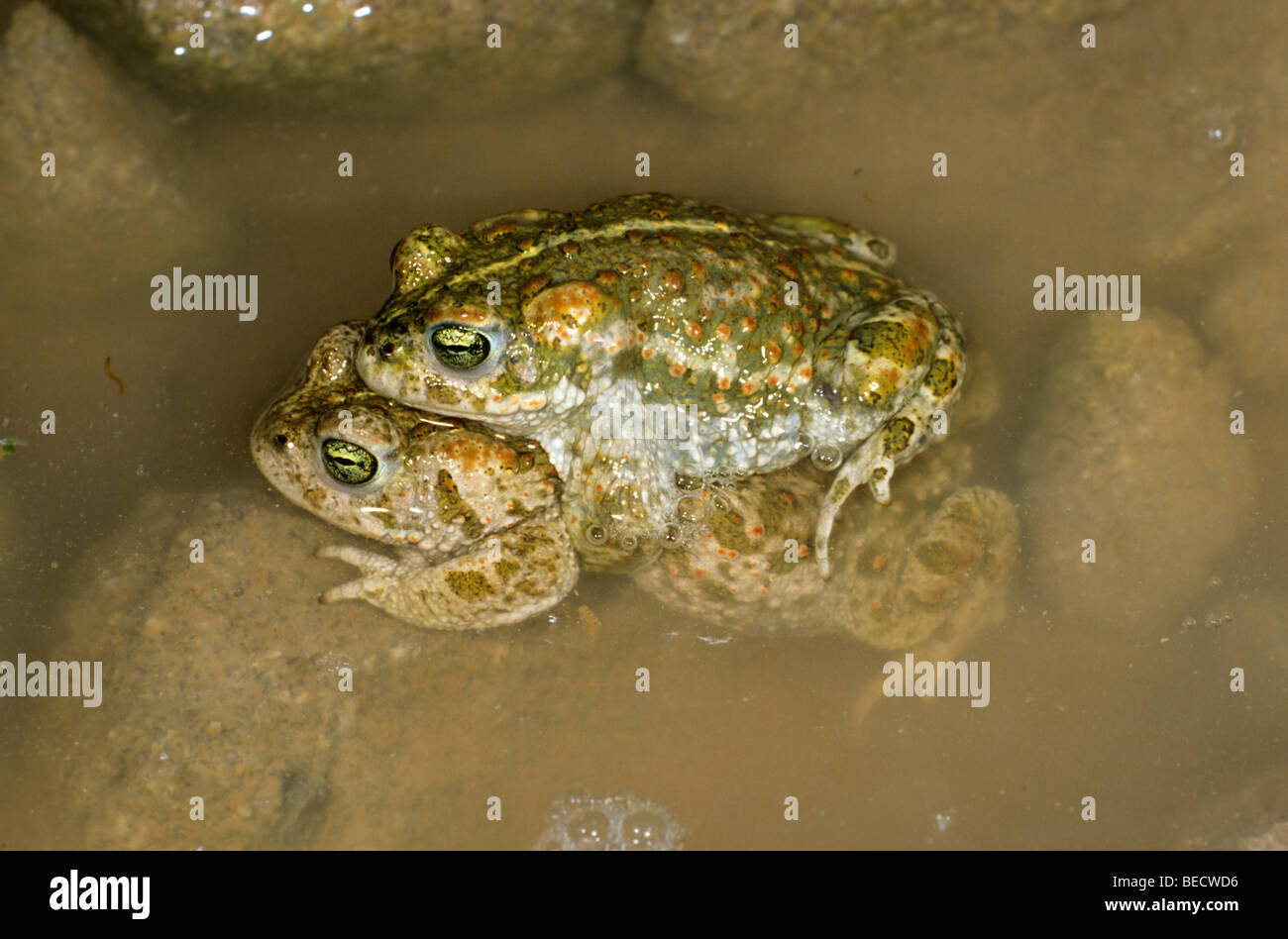 Vor dem laichen -Fotos und -Bildmaterial in hoher Auflösung – Alamy
