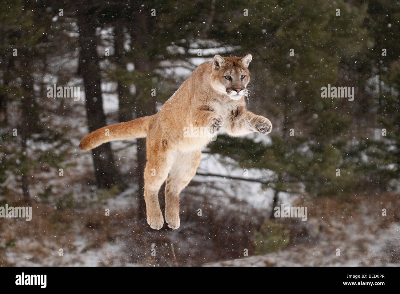 PUMA (Felis Concolor) springen, im Winter, Montana, USA Stockfotografie ...
