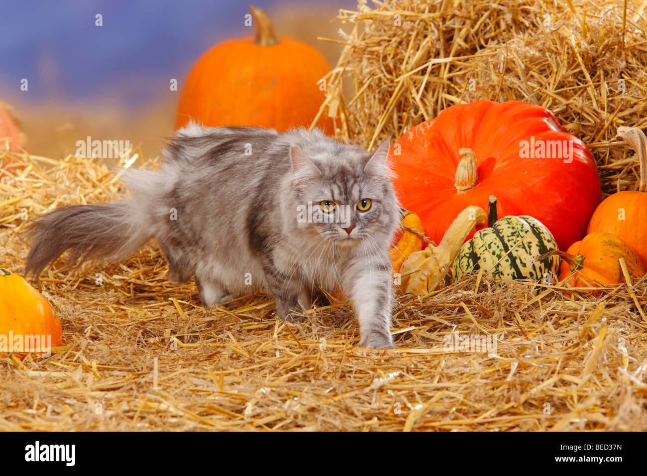 Katze schleicht sich -Fotos und -Bildmaterial in hoher Auflösung – Alamy
