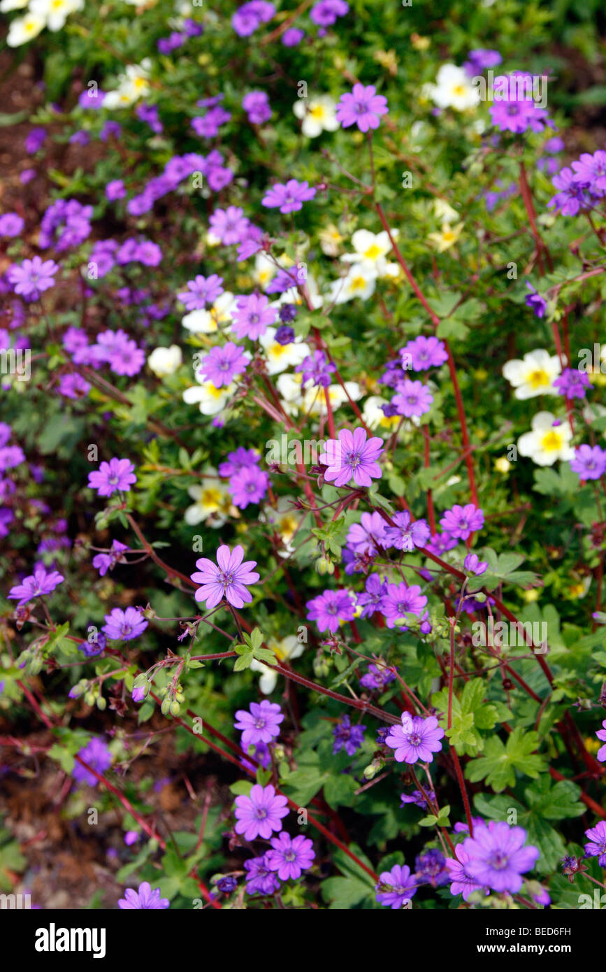Geranium pyrenaicum bill wallis -Fotos und -Bildmaterial in hoher ...