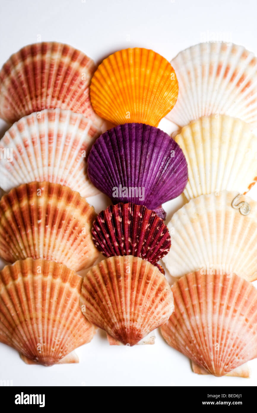 Jakobsmuschel korallen -Fotos und -Bildmaterial in hoher Auflösung – Alamy