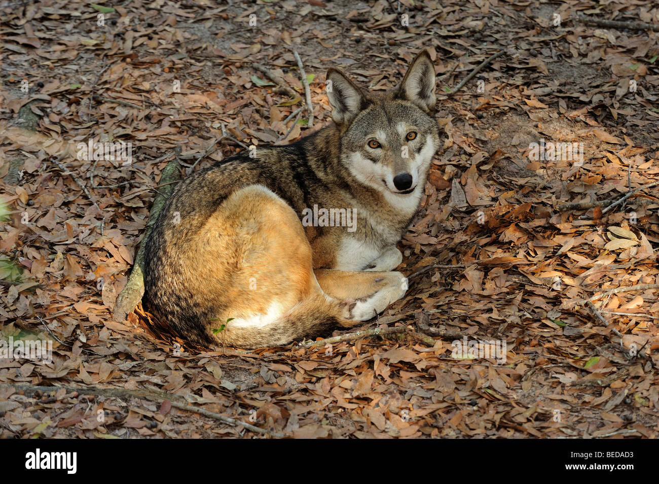 Roter Wolf Stockfotos und -bilder Kaufen - Alamy